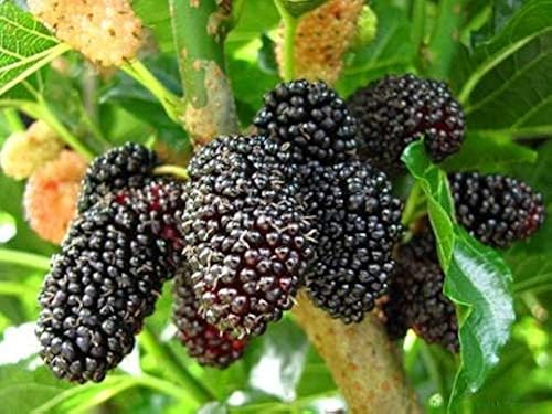 Black Mulberry (Morus nigra) 1 Year Old Plant, Bare Root 5-10 inches ...