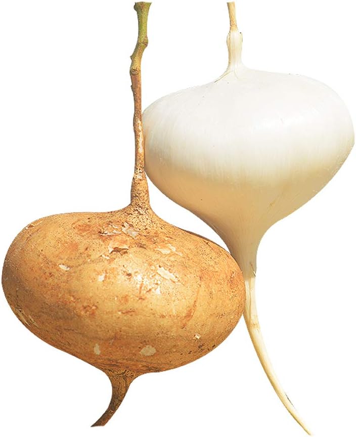 Jicama Seeds 15g About 50+ Organic Sweet Yam Bean Mexican Turnip ...