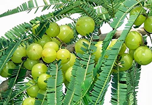 Buy OhhSome Grafted Amla Tree Phyllanthus Emblica, Myrobalan - 1 ...