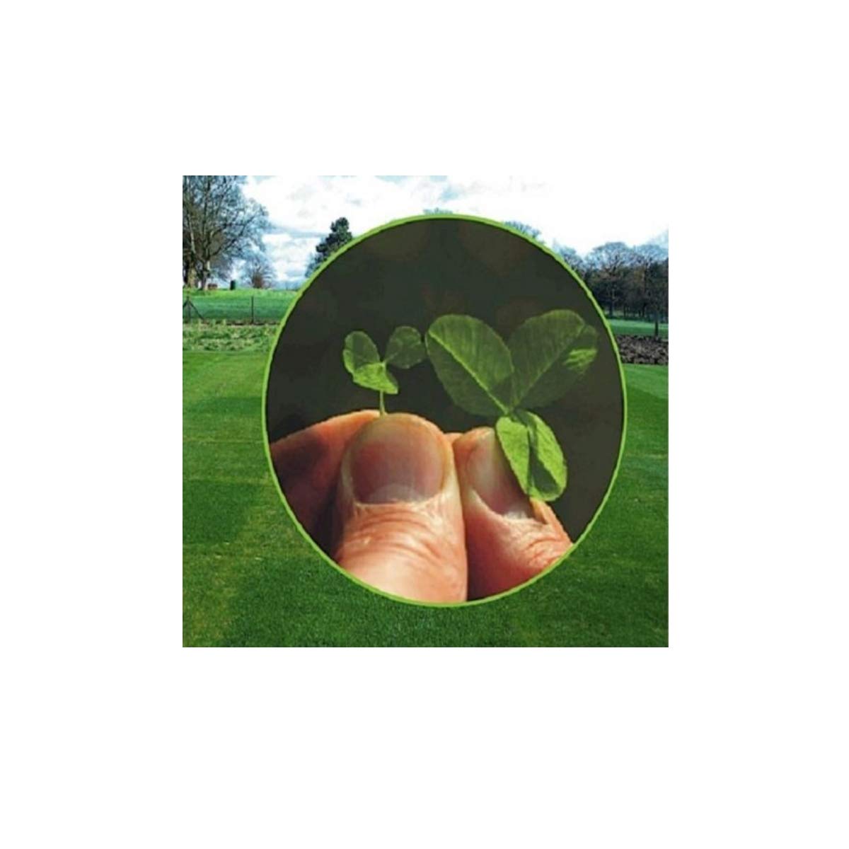 IVISONS PIPOLINA MICRO CLOVER SEED 250g LOW MAINTENANCE DROUGHT ...