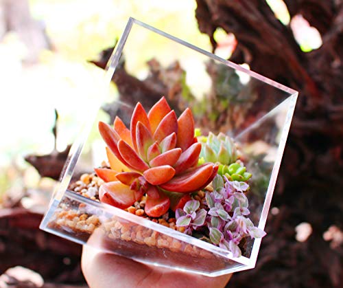 해외직구전문 쇼핑365 Evron Clear Flower Planter Pots,Artistic Room Decor,Fully ...