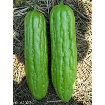 Amazon.com : Ampalaya 20 Seeds Philippine Bureau of Plant Industry ...