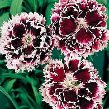 Amazon.com : Park Seed Super Parfait Mix Dianthus Seeds : Garden & Outdoor