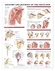 Anatomy and Injuries of the Shoulder Anatomical Chart in Oman | Whizz ...