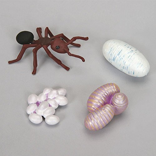 Insects & Insect Kits Oman | Buy Online | Whizz Others