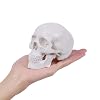 breesky Mini Human Skull Model.3 Parts Anatomical Medical Skull Model ...