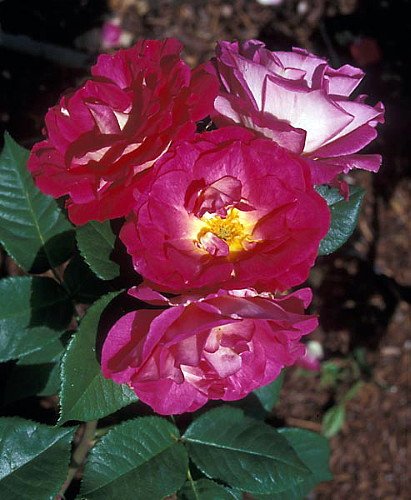 Amazon.com : "Outta The Blue" Rose Bush - Requires Little Care ...