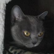 Kittenhood: Life-size Portraits of Kittens in Their First 12 Weeks ...