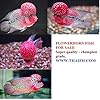 Super Red Flowerhorn Fish for Sale (Louhan, La Han, Feng Shui Fish) in ...
