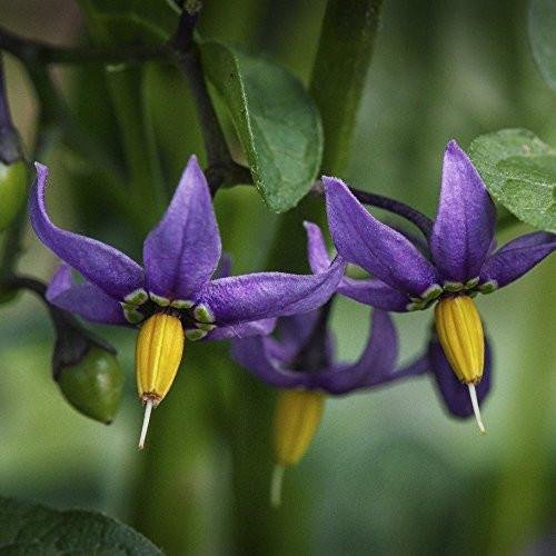 Palm Beach Medicinal Herbs - Bittersweet Nightshade (Solanum Dulcamara ...