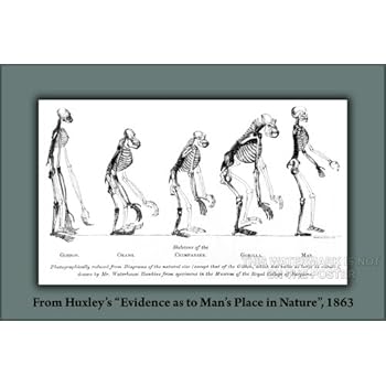 Amazon.com: Human Evolution Poster 24 x 36: Prints: Posters & Prints