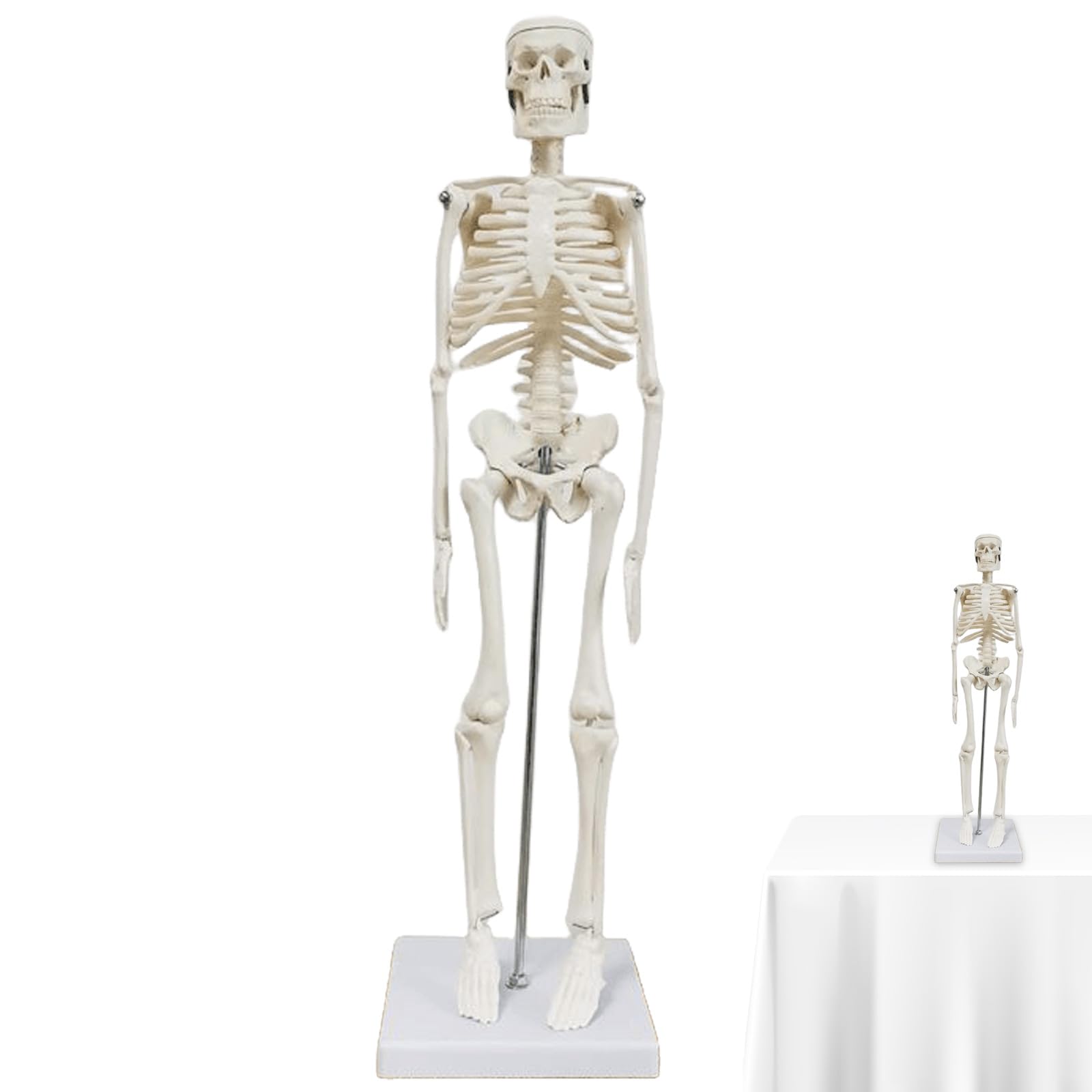 Mua Delamiya Anatomy Model Skeleton, 45 cm Mini Full Body Human ...