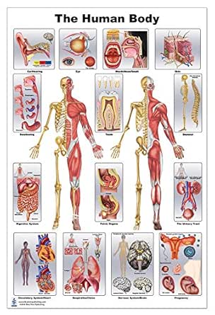 Amazon.com: Human Anatomy Poster: Industrial & Scientific