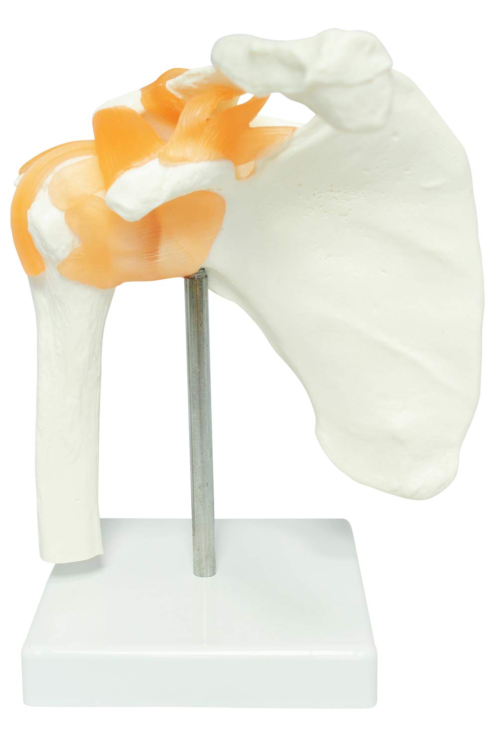 Mua Mono-Life Scapula, Shoulder Joint, Clavicle, Model, Human Body ...