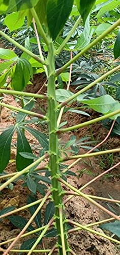 Buy OhhSome Kerala Tapioca Stem/Manihot Esculenta/Cassava Cuttings For ...