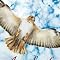 Arrowhawk: A True Survival Story: Schaefer, Lola M., Swiatkowska, Gabi ...