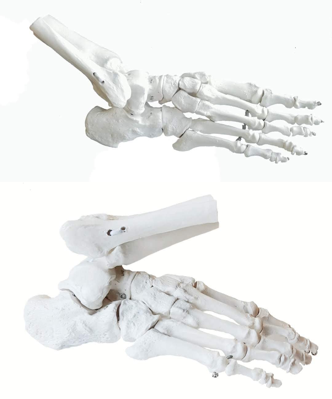 Mua OWLIAN Ankle Skeleton Model, Ankle Freely Movable, Supervised by X ...