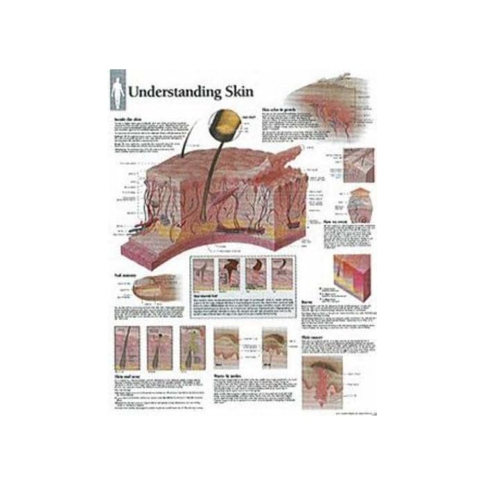 Buy Understanding Skin chart: Wall Chart Online at desertcart Cyprus