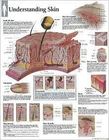 Understanding Skin chart: Wall Chart: Scientific Publishing ...