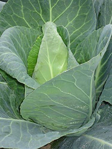 Heirloom heritage BRASSICA POINTED SPRING CABBAGE EARLY JERSEY ...