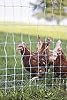 Starkline Standard Electric Poultry Netting Kit (Solar Energizer) (11 ...
