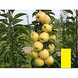 Columnar Apple Trees - Grow Vertically Without Branching Out