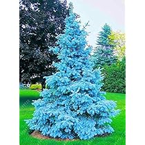 Gran Arbusto De Abeto Azul Cómo Cultivar Y Cuidar Una Abeto Del