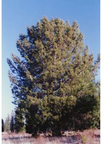5 Knobcone Pino Seeds - Pinus attenuata price in Saudi Arabia | Amazon ...