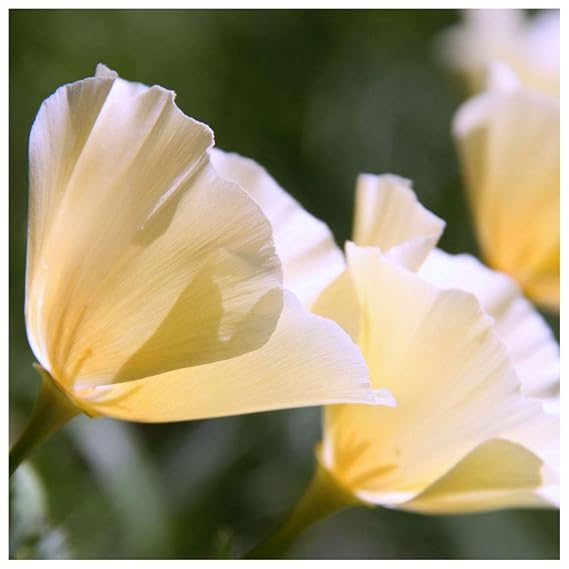 Eschscholzia 'Ivory Castle' Seeds. Ivory Californian Poppies: Amazon.co ...