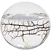 Amazon.com : EcoSphere Closed Aquatic Ecosystem, Small Sphere : Aquariums : Pet Supplies