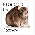 Amazon.com - Rat is Short for Ratthew Sticker Vinyl Bumper Sticker ...