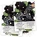 Amazon.com : Beautiful Flowering Black Mapira Lily Blooming Sized Bulb ...