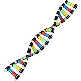 Amazon.com: Housoutil 2pcs Kids DNA Model Kit Double Helix Genes DNA Models Biological Science ...