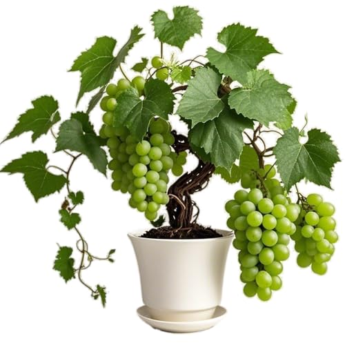 Grape Vine Live Plant Seedling,14-17inch Height Sweet Excellent ...