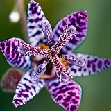 Amazon.com : Blue Wonder Toad Lily (Hardy Japanese Lily) 1/pkg : Patio ...