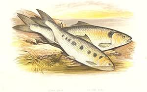 Amazon.com: FRESHWATER FISH:Allis Shad.Twaite Shad.(Clupea alosa,finta ...