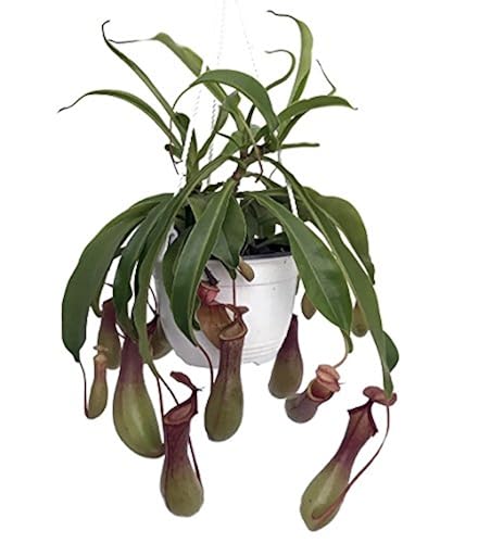 Nepenthes Carnivorous Asian Pitcher Live Plant Exotic 6
