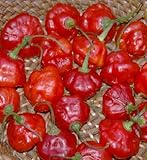 Rocotillo Pepper: A Mild Alternative To The Habanero - PepperScale