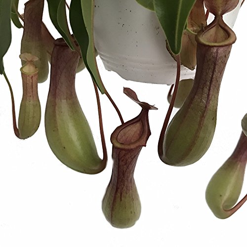 Nepenthes Carnivorous Asian Pitcher Live Plant Exotic 6 Rare Nepenthes