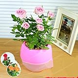 Miniature roses for sale - Grow plants