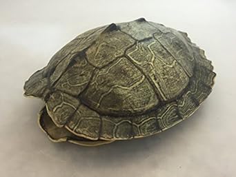 Real Turtle Shell, 7 - 8 inch Map Turtle Shell: Amazon.com: Industrial ...