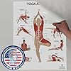 Anatomy Lab 2 PACK Muscular, Yoga Anatomy Poster Set, LAMINATED ...