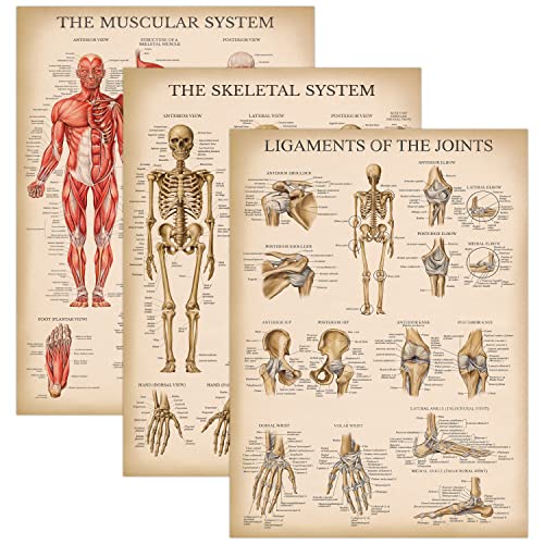 Palace Learning 3 Pack - Vintage Muscle + Skeleton + Ligaments of the ...