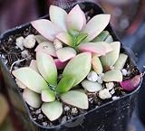 Anacampseros namaquensis - How to grow & care