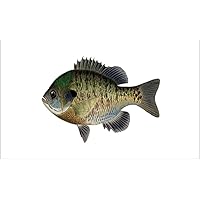 Amazon.com: Bluegill Fish panfish Vinyl Decal Set of 2 R-L Facing 5.5 ...
