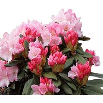 Amazon.com : Cat Album White Rhododendron - Live Plant - Quart Pot ...