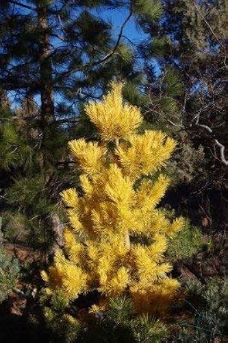 Gold Coin Scotch Pine - Turns a Buttery Gold in Winter 2 - Year Live ...