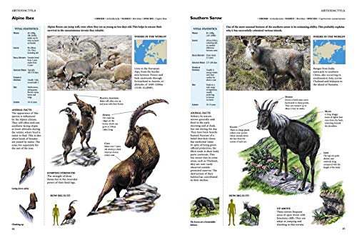 Encyclopedia Of Animal Facts And Pictures Pictures Of
