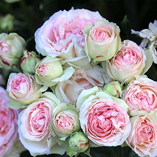 Heirloom Roses Rose Bush - The Eden® Climbing Plant, Live Plants for ...