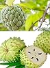 10+ Soursop Graviola Guanabana Annona Muricata Fruit Tree Seeds Fresh Tropical Fruit in Saudi ...